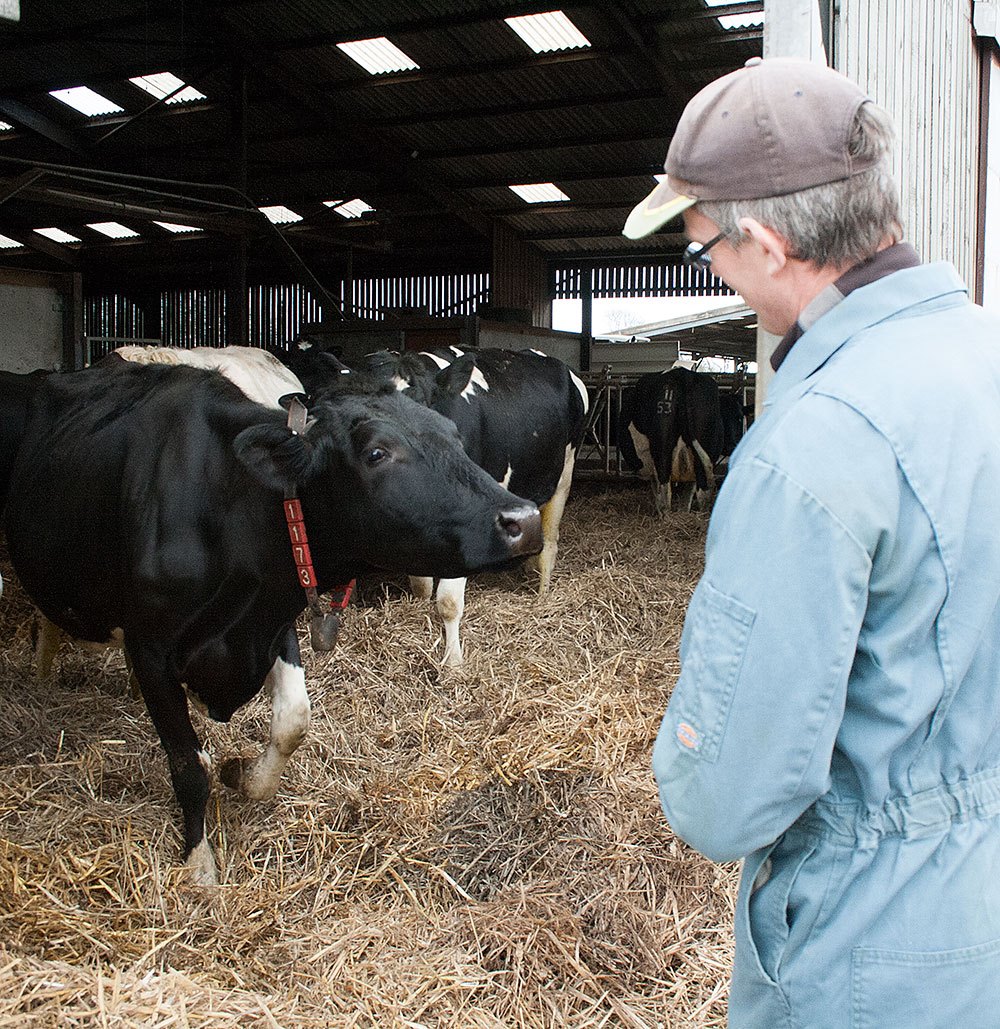 Our milkman brings all the cows to the yard - The Ambler