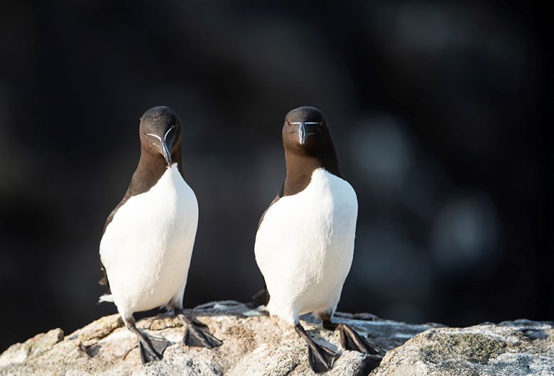 Highs and lows on Coquet Island bird sanctuary - The Ambler